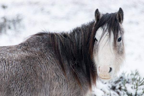 Cefn Bryn in the snow, Gower Peninsula – Gower Photography